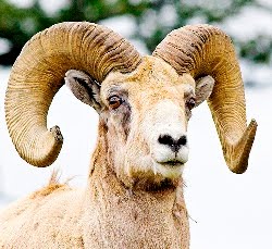 Ram: Animal World Collection