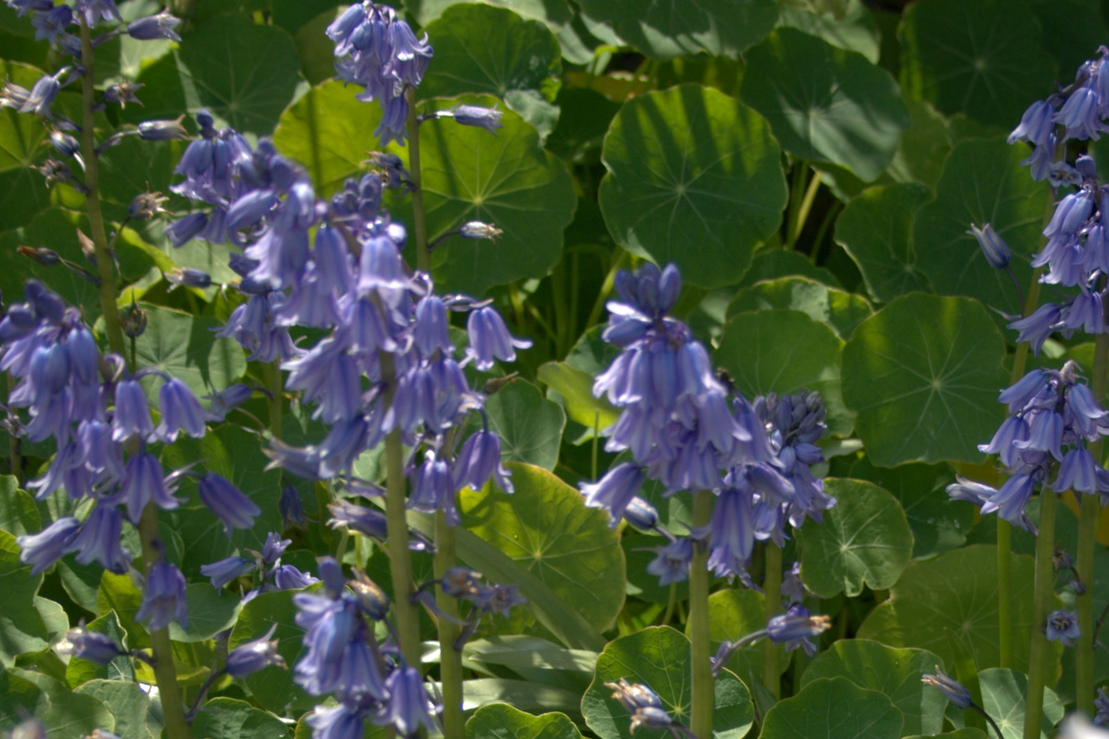 A Product Of The Fifties In Fort Bragg, California by Connie Webb ...