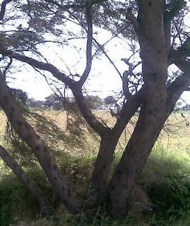 Trabajos de investigacion: Acacia macracantha (Feik, faique ...