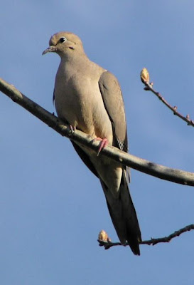 Bird Breeds, with pictures: Barbary Dove