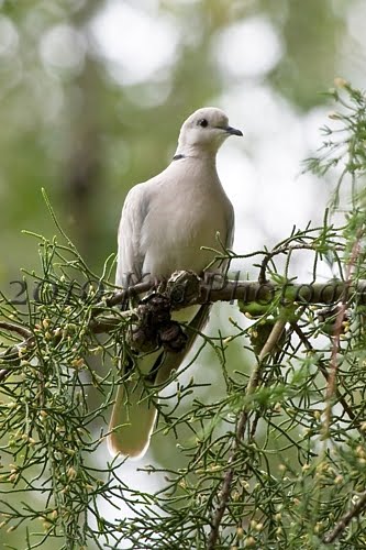 Bird Breeds, with pictures: Barbary Dove