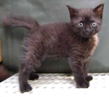 Dwarf cats Pictures ~ cat pictures