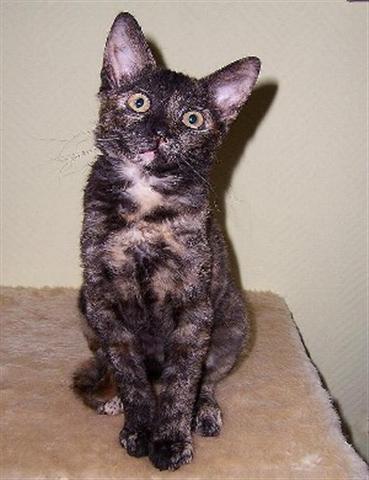 Top Cat Breeds: German Rex Cat Breed with Pictures