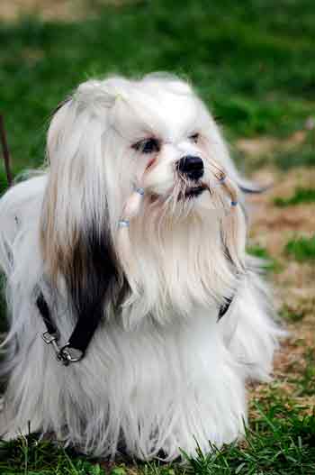 Lhasa Apso ~ Popular Dog Breeds