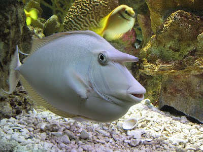 Unicorn Tang Picture ~ Tropical Fish Gallery