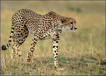 Cheetah Top Picture ~ Animal Pictures Gallery