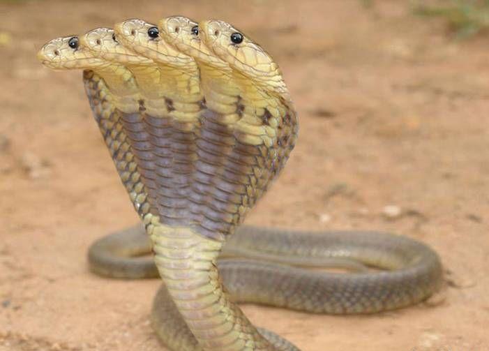 This is our life: Five headed Snake - SHESHNAAG