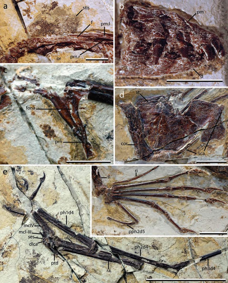 pan-Aves: Dawndraco, Kunpengopterus, Unwindia: vzpomínáme na ...