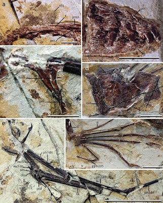 pan-Aves: Dawndraco, Kunpengopterus, Unwindia: vzpomínáme na ...