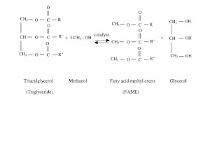All about Biofuels: Reaksi Transesterifikasi