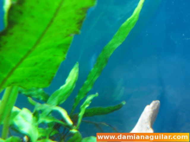 Plantas acuáticas: Helecho de Java (Microsorium pteropus) : Acuarios ...