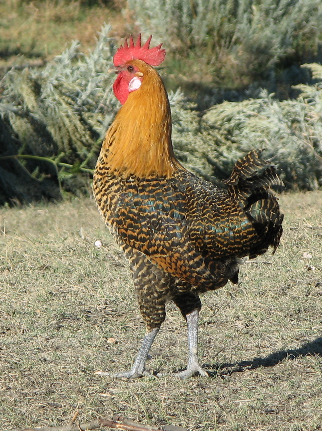 Wings on the Ranch: Chicken breeds