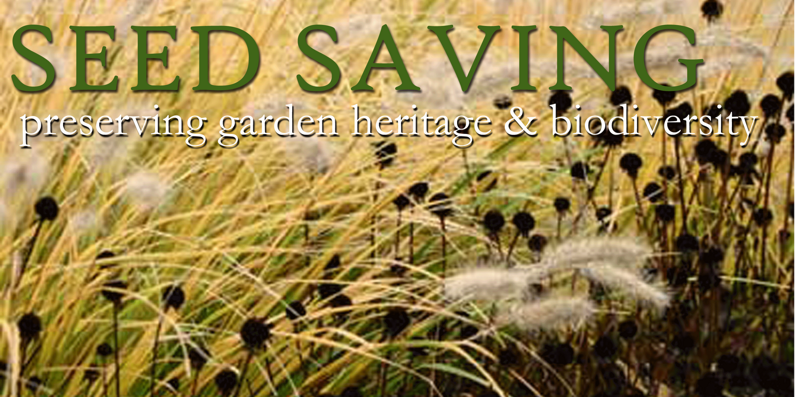 grounded design by Thomas Rainer: Seed Saving: A September Ritual that ...