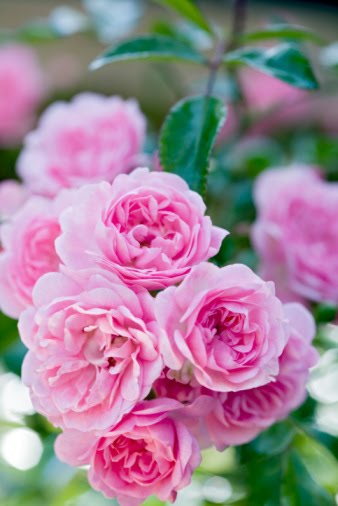 Musing in the Meadow