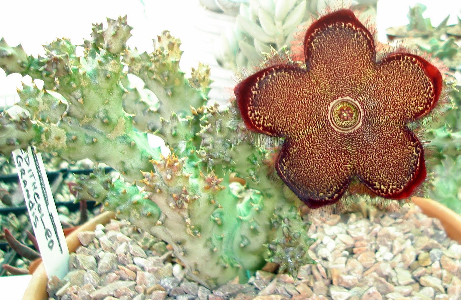 Asclepiads: Edithcolea grandis