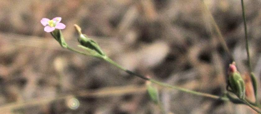 Flora i vegetació de Tossa: La flora relicte i singular del Massís
