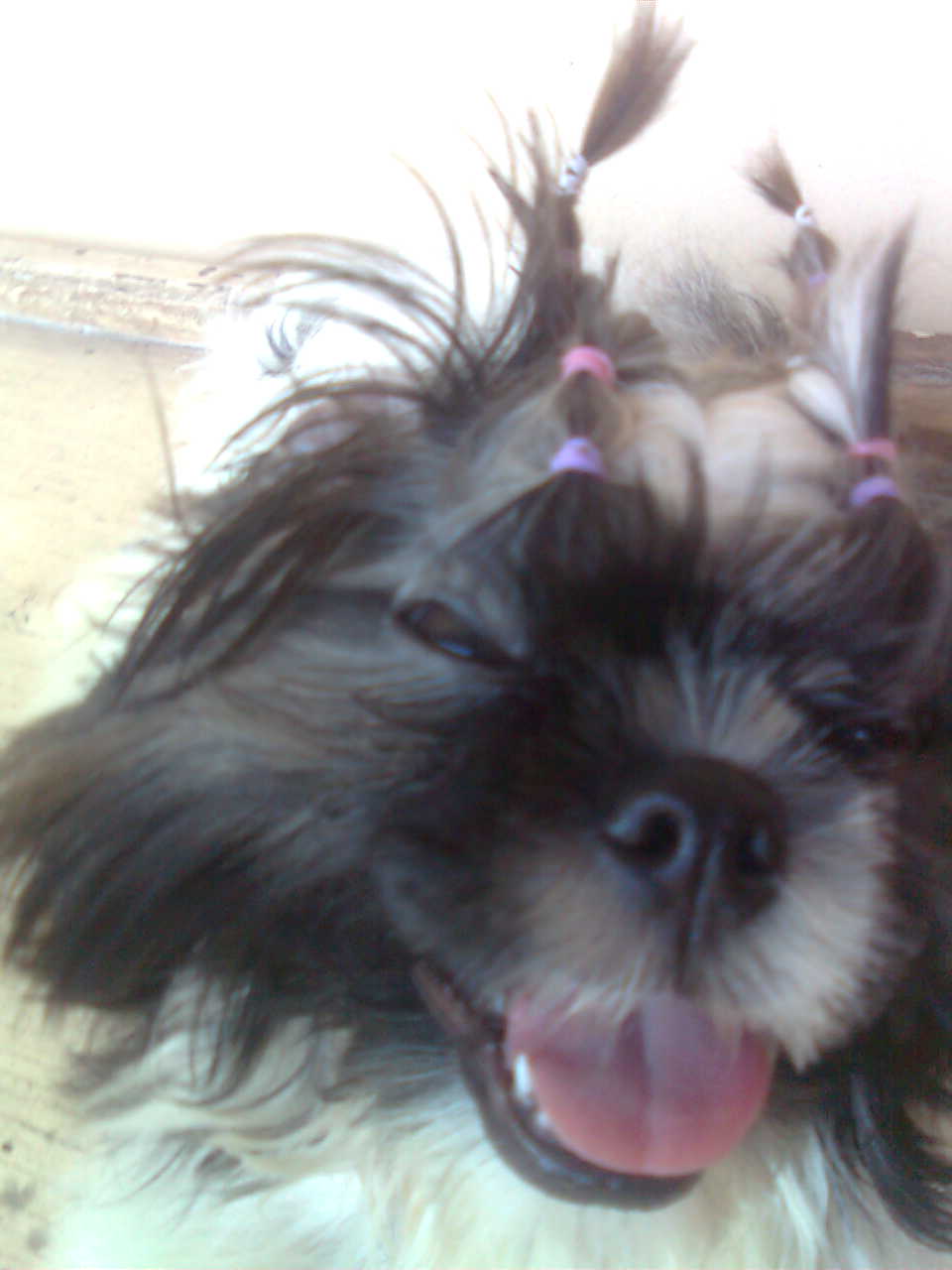 Adorable Baby Shih Tzu: my cutest little baby shih tzu