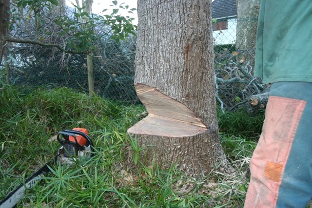 Willem Avenant Tree Specialist: Felling dismantled tree