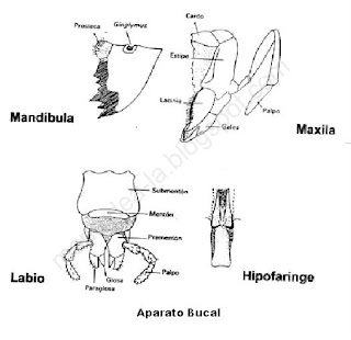 Mantodea Latinoamérica: Anatomía y morfología