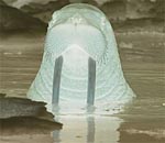 El viejo blog del Morsa: el cine (de terror) que se viene: chancho libre