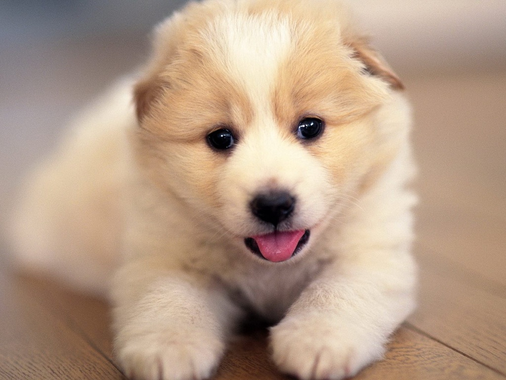 photography HD: dogs puppy,dogs Wolf,dogs Golden Retriever Puppies,dogs ...
