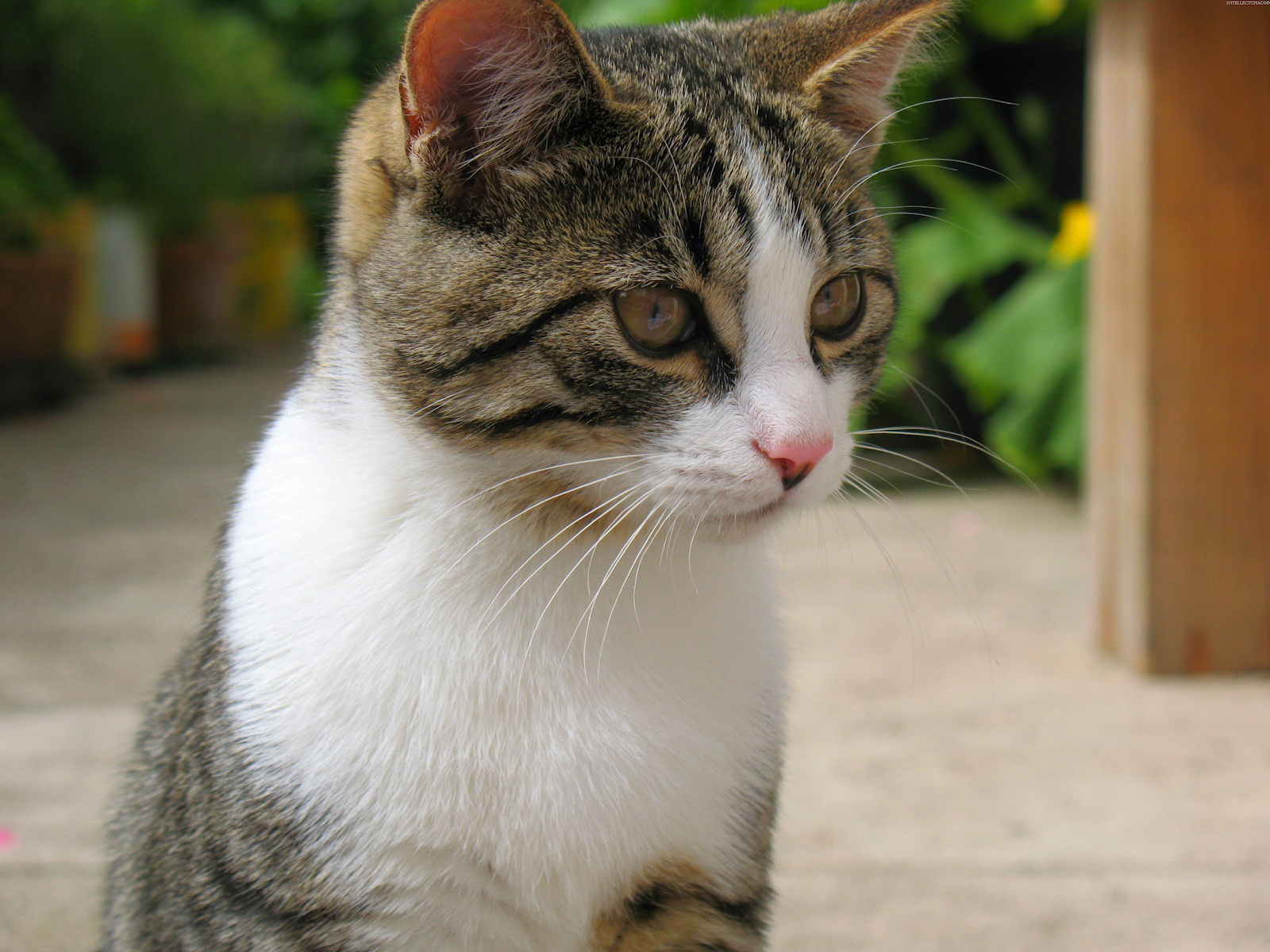 High Definition Photo And Wallpapers: high definition cat photo,high ...