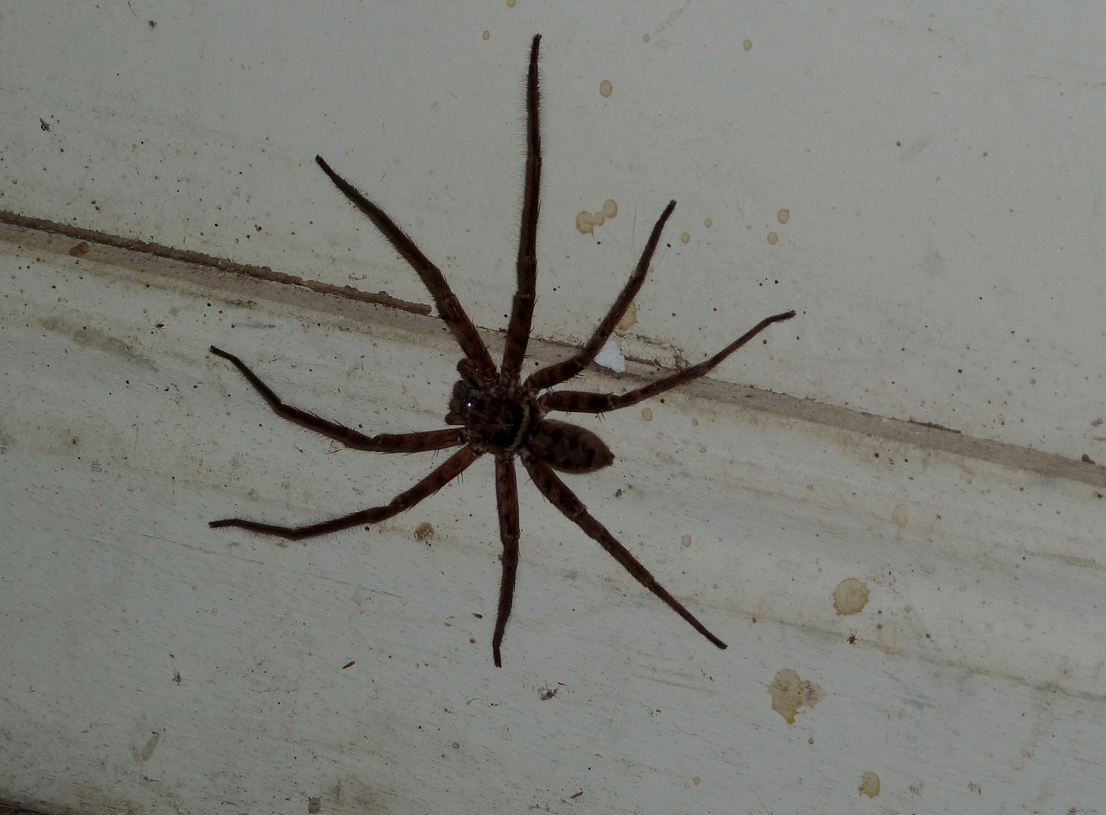 A Welsh girl in Australia: More rain, more carols, more spiders!