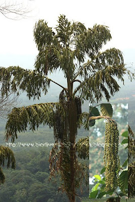 Biodiversity of Sri Lanka: කිතුල්[Kithul] (Caryota urens)
