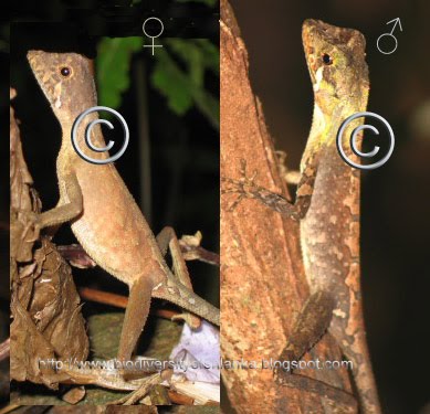 Biodiversity of Sri Lanka: පිනුම් කටුස්සා[Pinum Katussa]/Sri Lankan ...