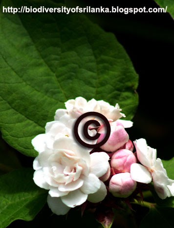 Biodiversity of Sri Lanka: පින්න මල්[Pinna Mal]/Chinese glory-bower ...