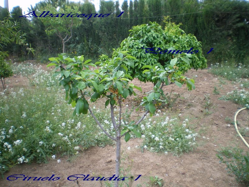 MI HUERTO: CIRUELO CLAUDIA VERDE.