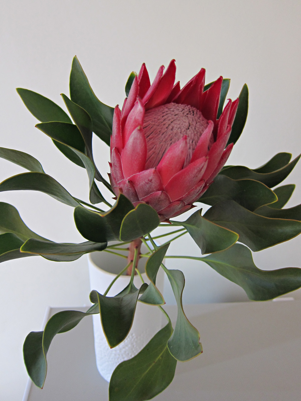 NOUSH: Protea... ring!