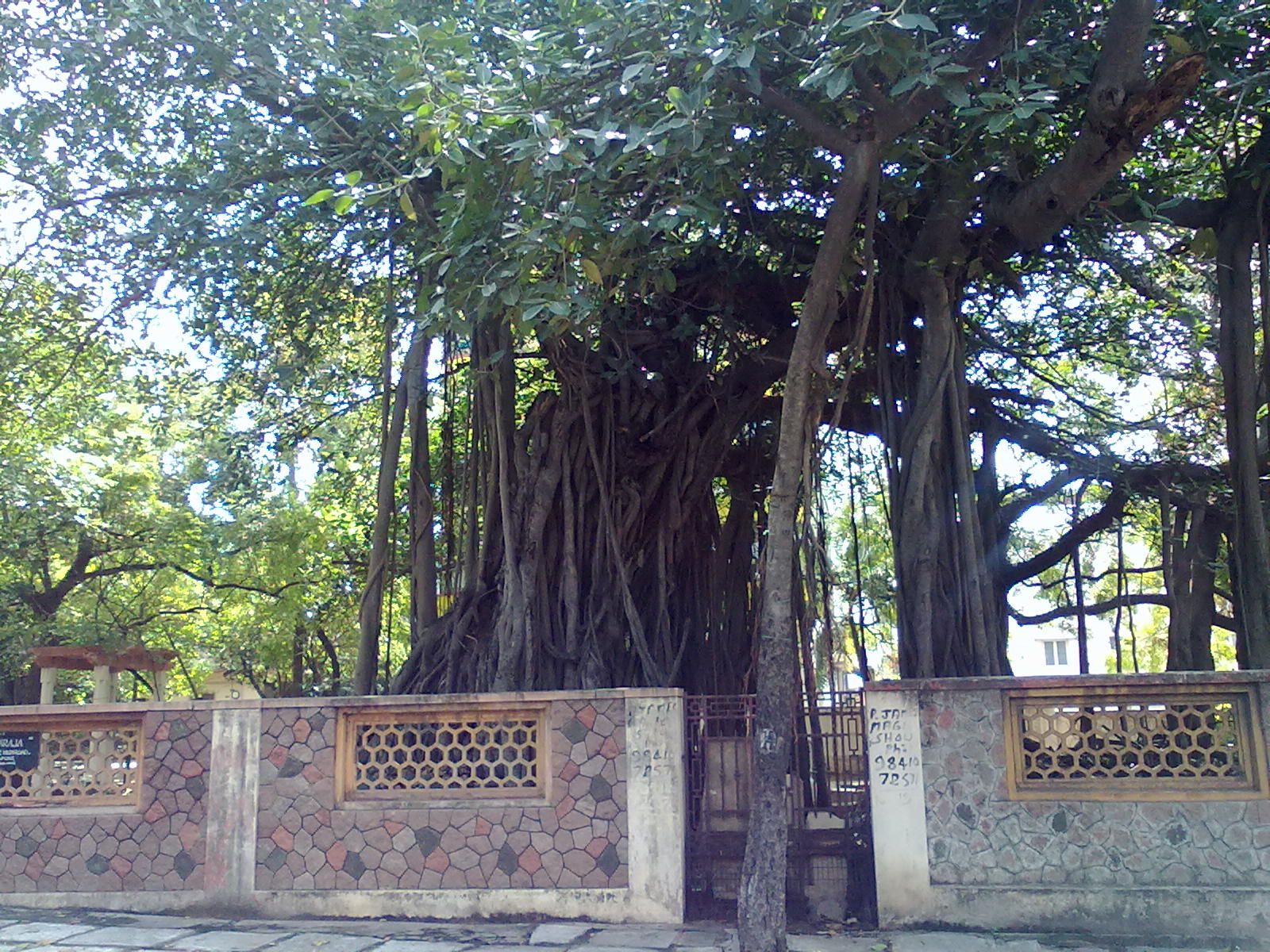 Prakruti -Mother Nature: THE BANYAN TREE -Part 2.