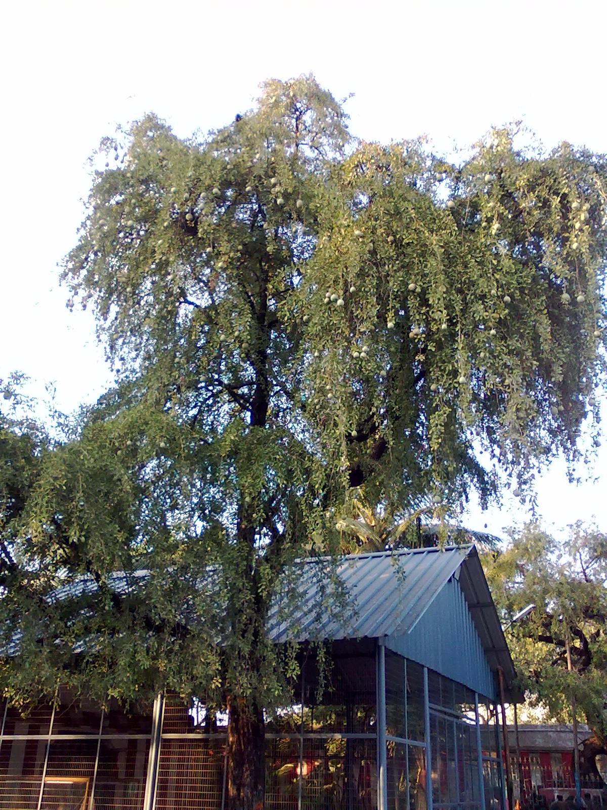 Prakruti -Mother Nature: Vanni Tree-Shiva and Shani Eshwara