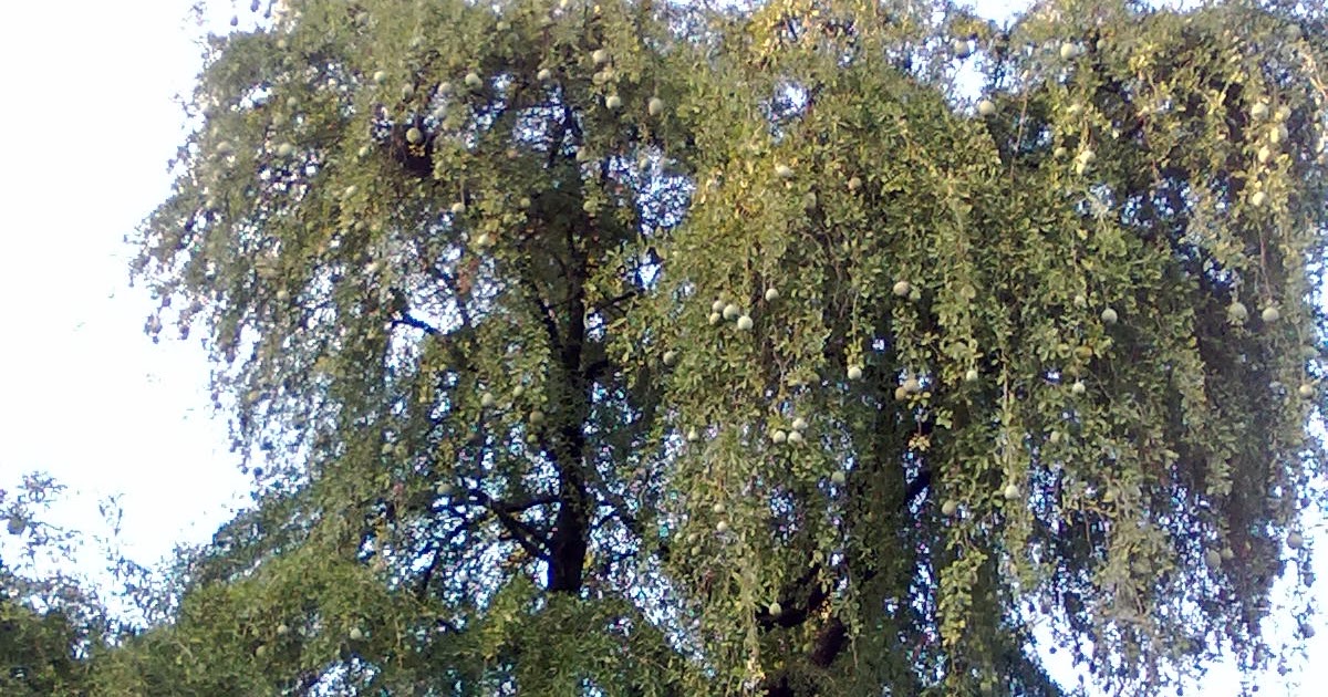 Prakruti -Mother Nature: Vanni Tree-Shiva and Shani Eshwara