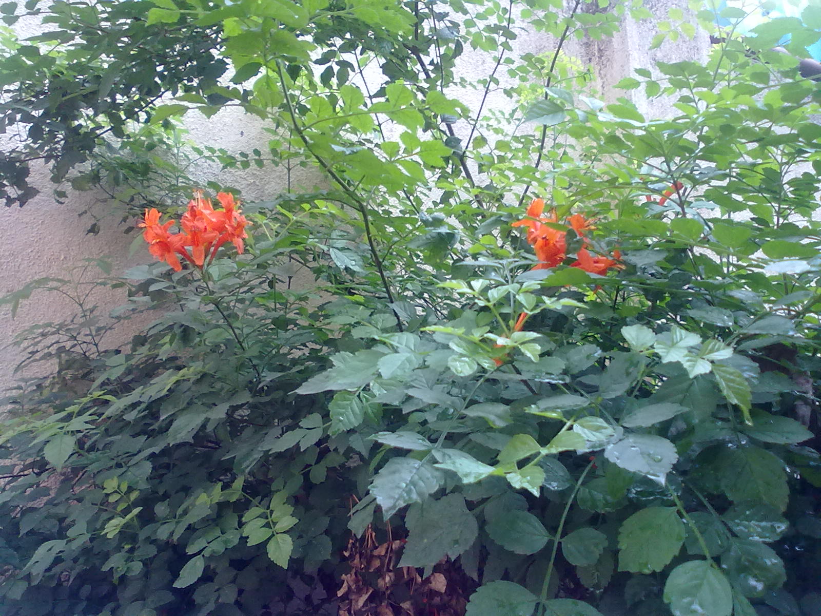 Prakruti -Mother Nature: Trees , Plants & Herbs of traditional kitchen ...