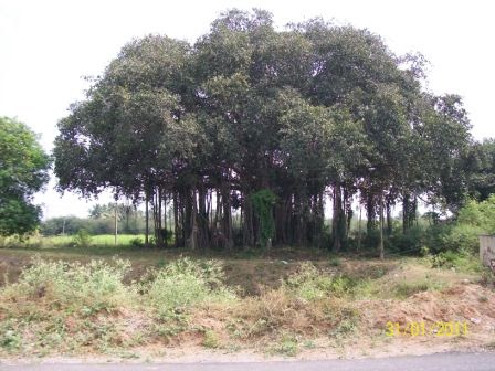 Prakruti -Mother Nature: The Magnificent Banyan Tree "Vata Vriksha"