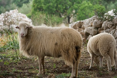 Hombre refranero: Tan presto va el cordero como el carnero