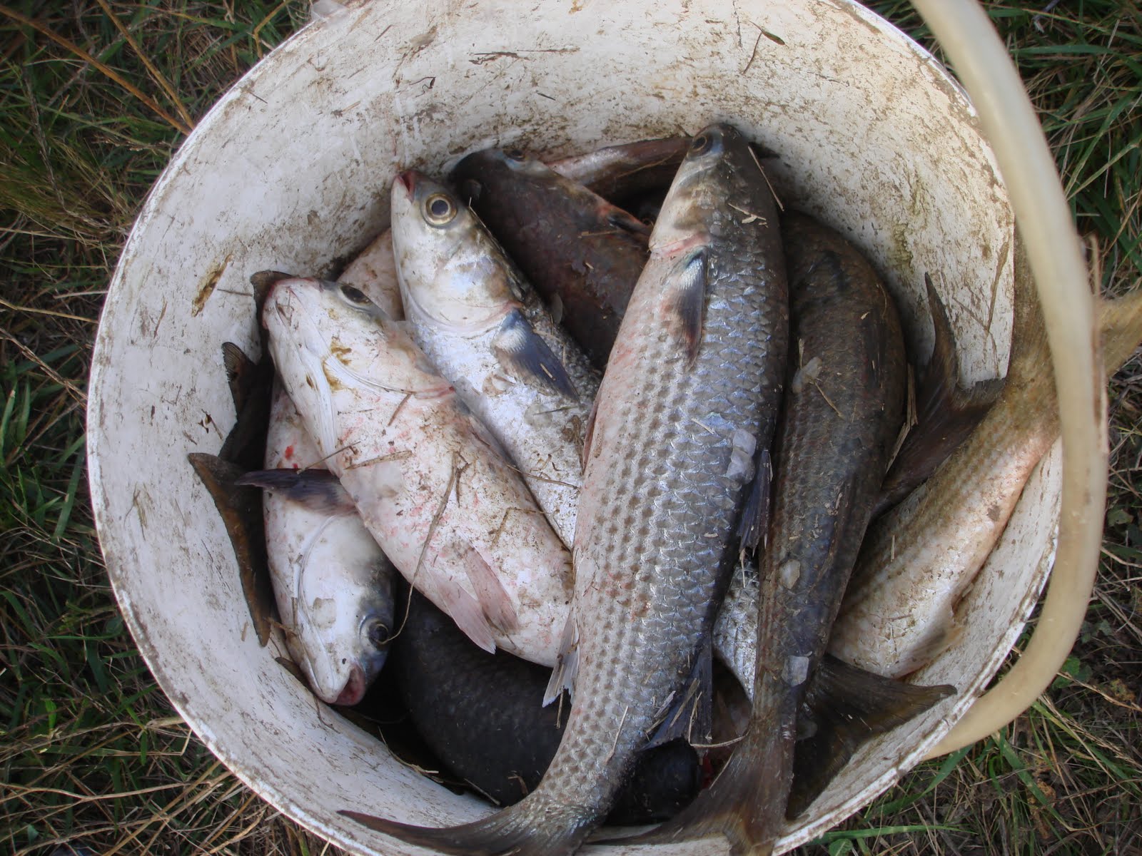 Pescador Tresarroyense: DEPREDACION DE LISAS EN EL RIO QUEQUEN SALADO