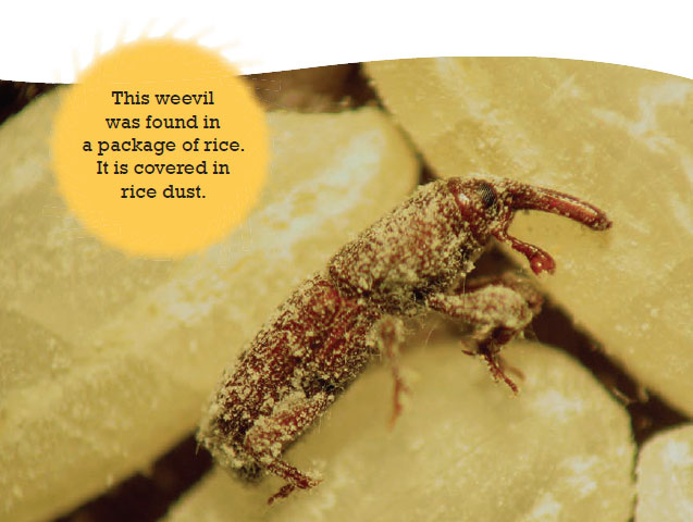 Under the Microscope In Your Food: Pantry Pests