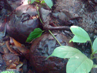 Mahligai Cinta Alexsue: Pokok Pakma atau Rafflesia