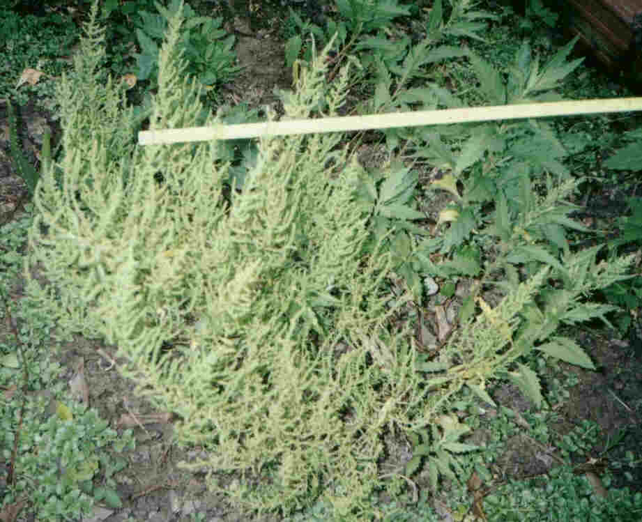 IMAGINANDO A PERFEIÇÃO: ERVA SANTA MARIA codinome MASTRUZ - postagem 1 ...