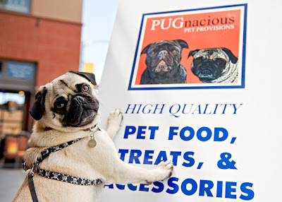 The Daily Puglet: PUGNACIOUS!