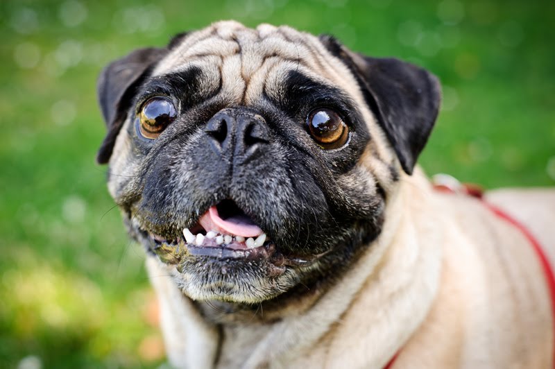 The Daily Puglet: PUG SUNDAY. ON FRIDAY.