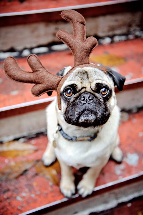 The Daily Puglet: PUG BARS