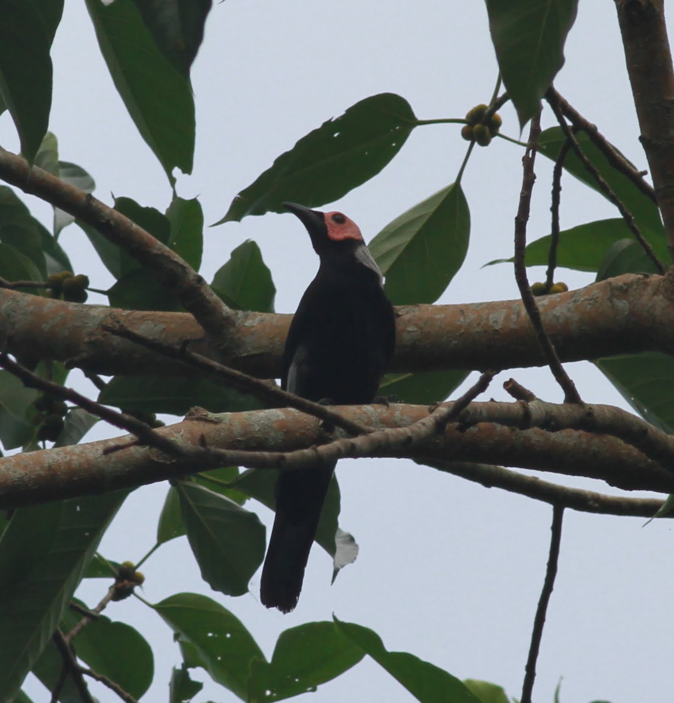 A Birder in The Philippines: Sunday 7th November - TREES Lodge, ISH