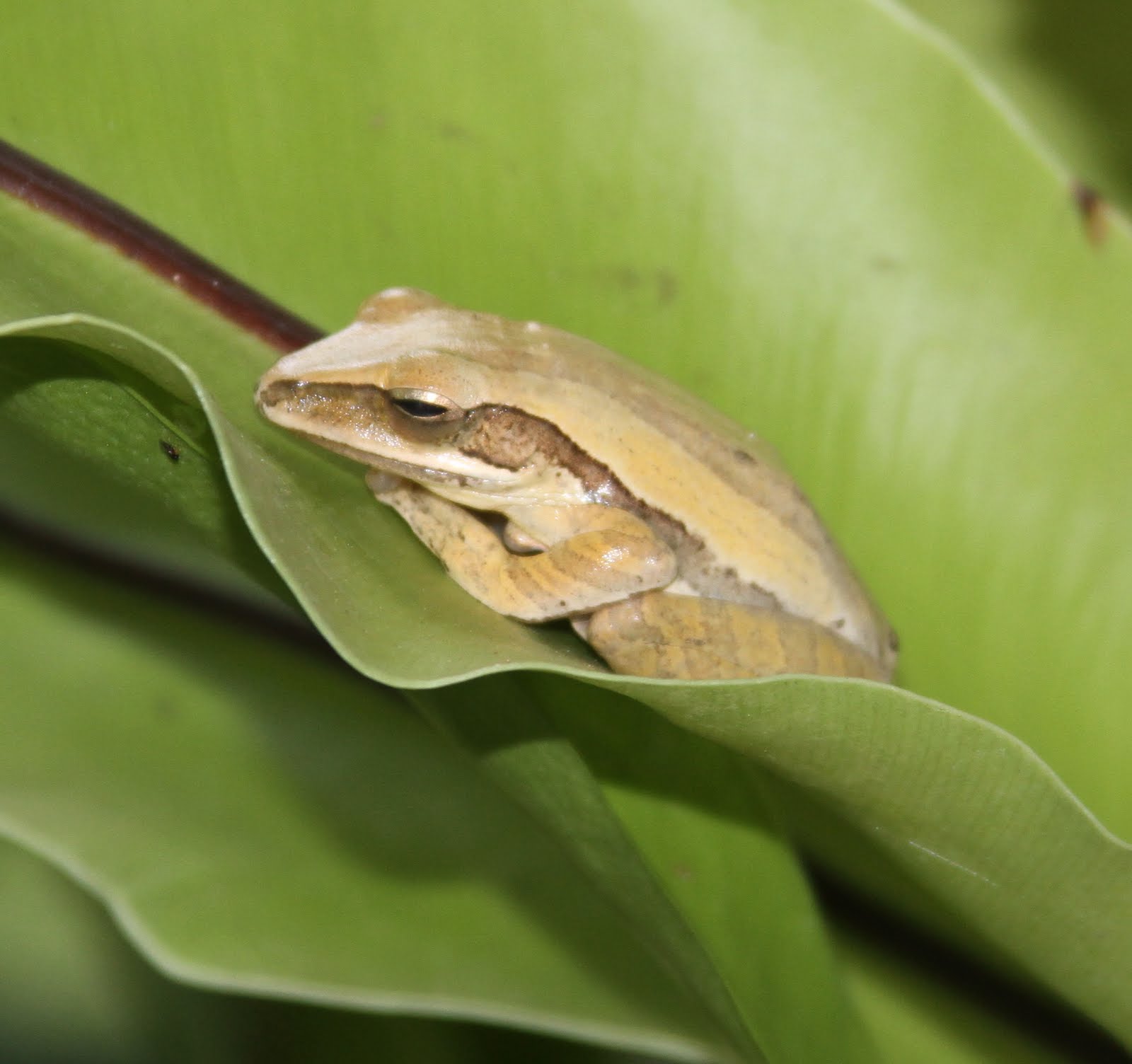 A Birder in The Philippines: Week ending 12th December - IRRI