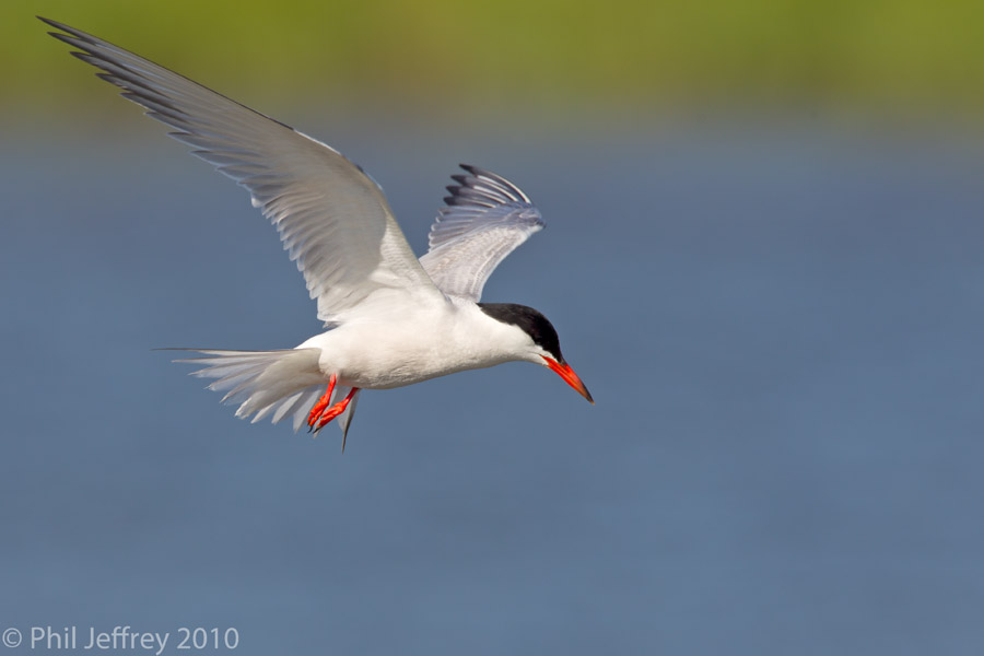 Phil Jeffrey's Bird Photography: Common Tern