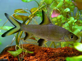 Tutto sull' acquariologia: Ogni pesce ha le sue esigenze