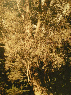 Heritage Hunt in Kampong Glam: Interesting Fact #2: The Gelam Tree